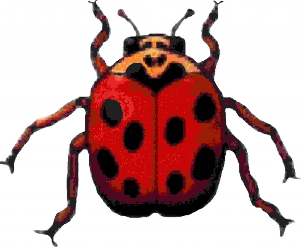 Lady Bugs & Multi-Coloured Asian Lady Beetles | Kawartha Pest Control