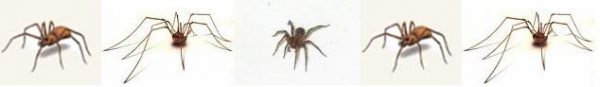 Group of Different Spiders - Kawartha Pest Control